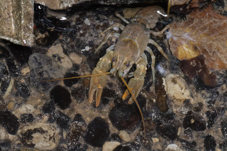 Steinkrebs | Forschungsgemeinschaft für regionalen Naturschutz