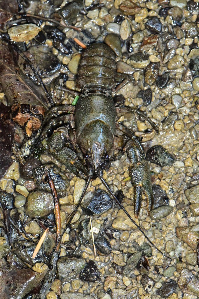 Steinkrebs | Forschungsgemeinschaft für regionalen Naturschutz